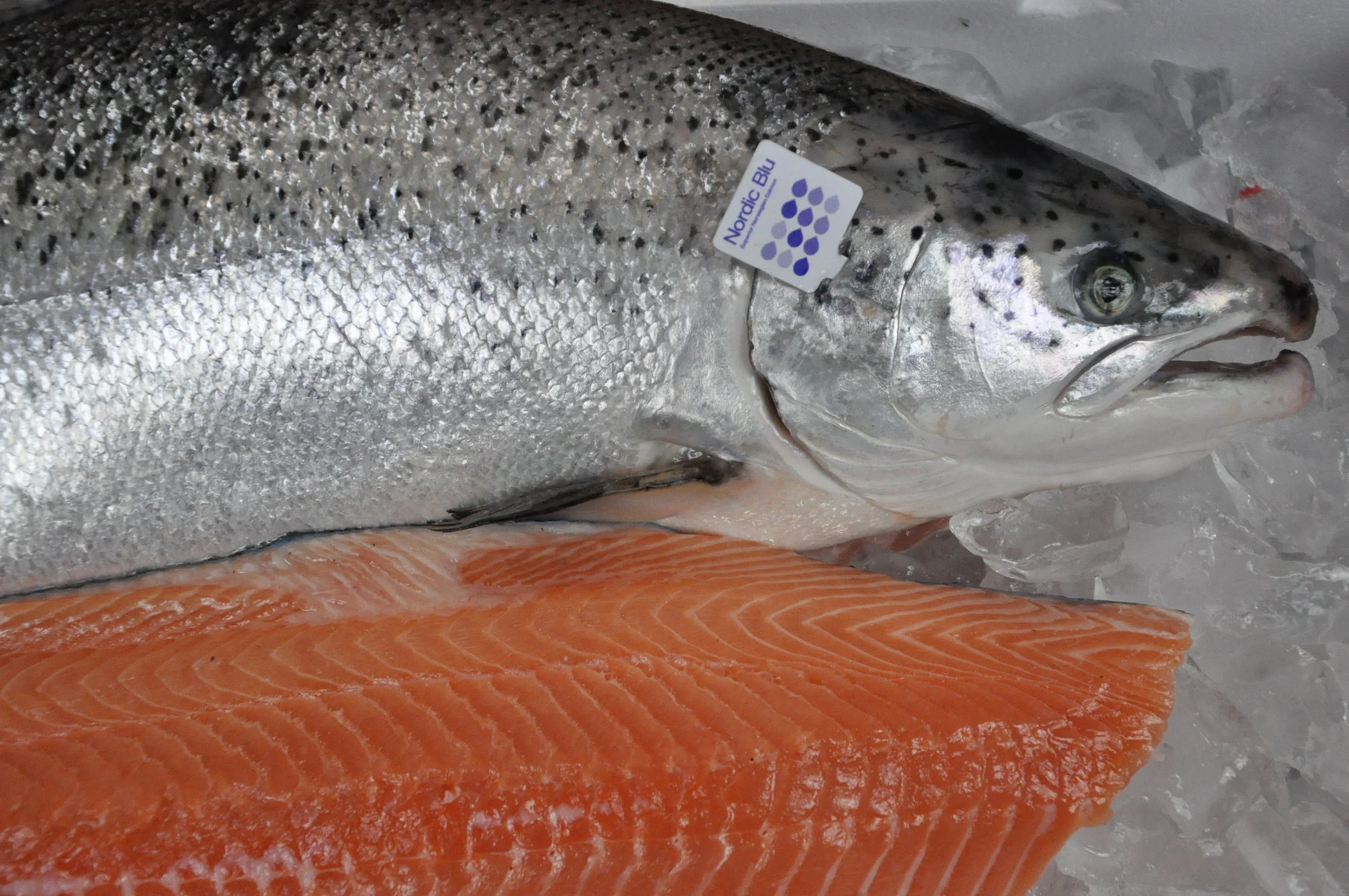Nordic Blu Salmon — CleanFish