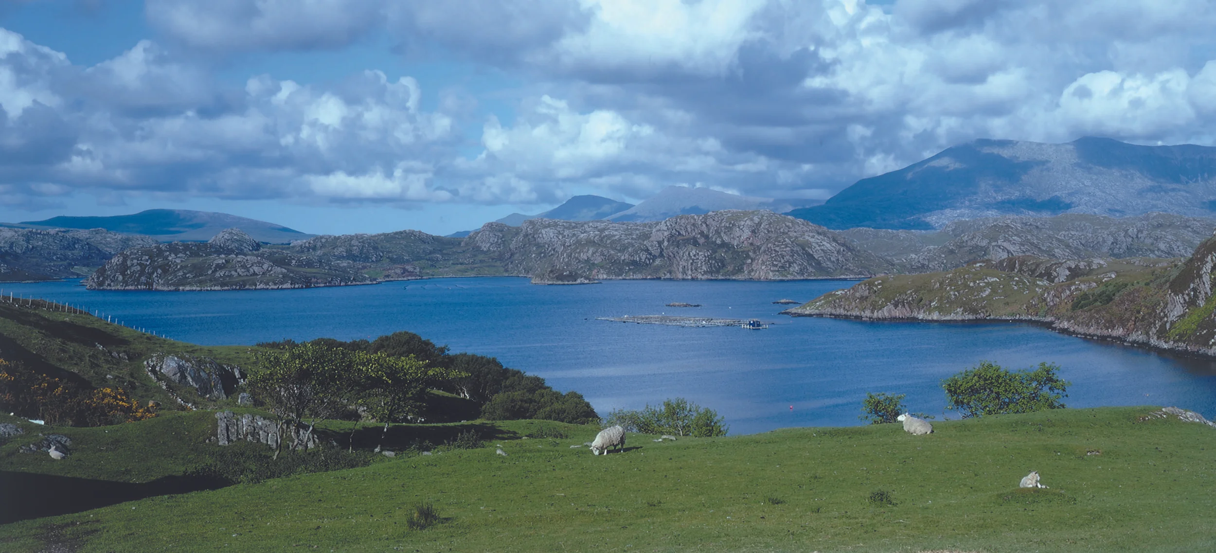 Loch Duart Salmon — CleanFish