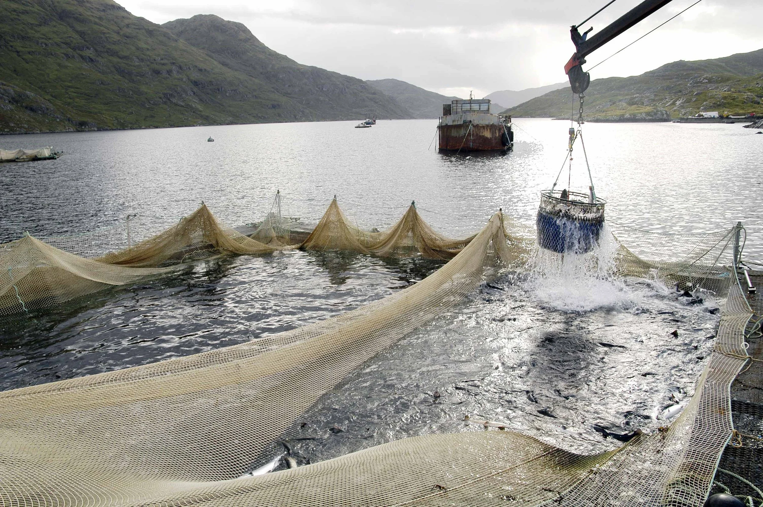 Irish Organic Salmon — CleanFish