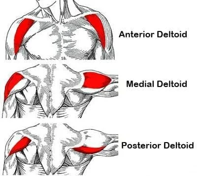 Deltoid Strengthening Exercises