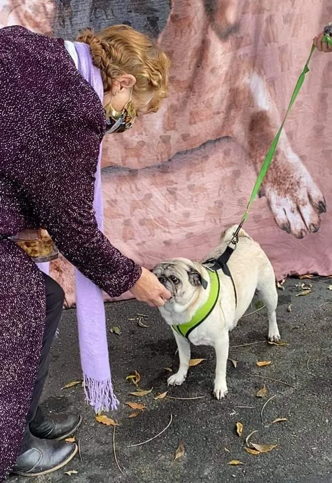 Blessing Of The Pugs — Church of Pug
