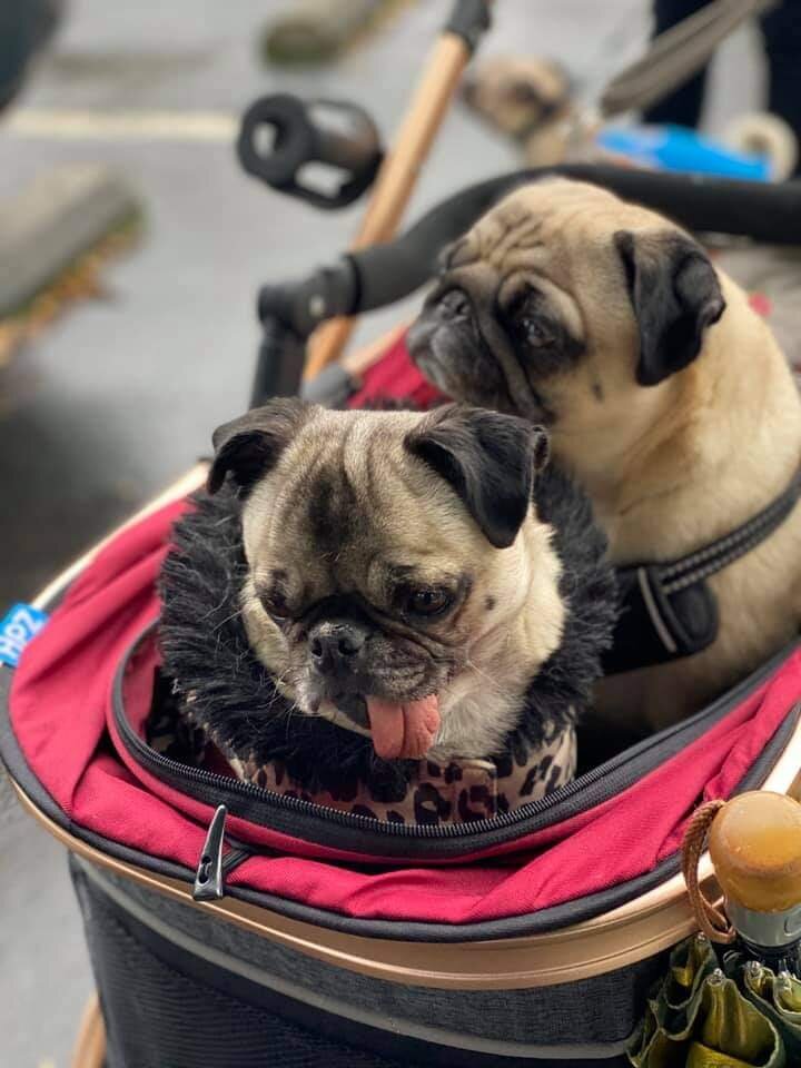 Blessing Of The Pugs — Church of Pug