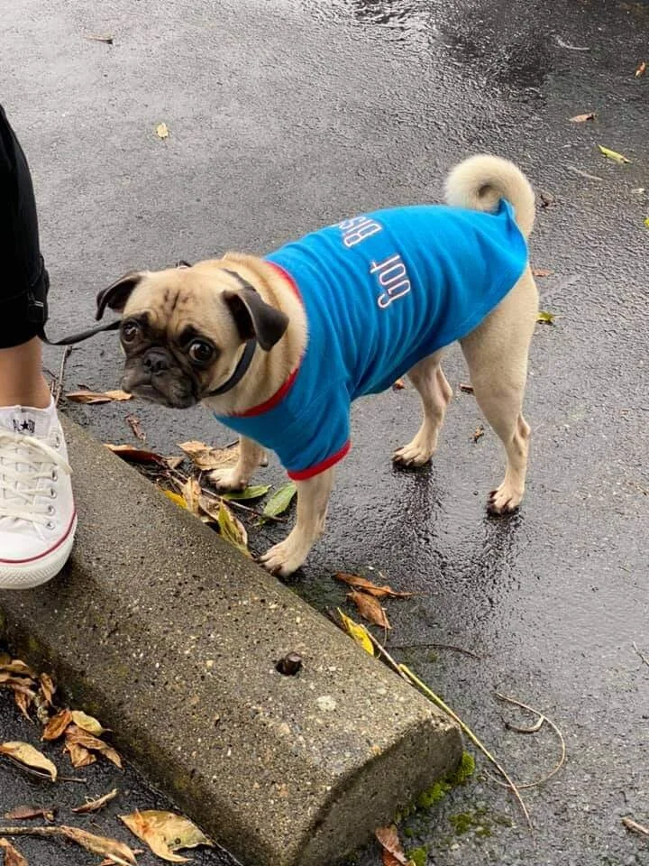 Blessing Of The Pugs — Church of Pug
