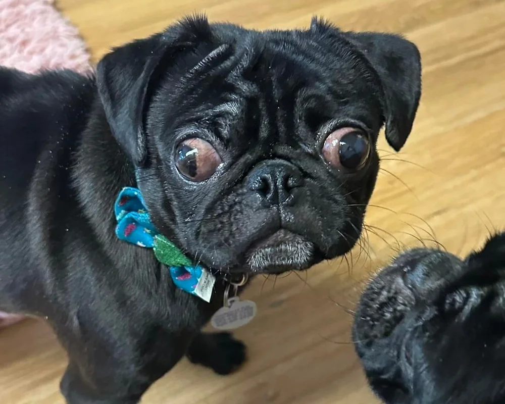 Do Pugs Have Down Syndrome
