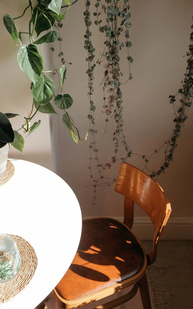 Botanica Studio - Houseplants & Installations