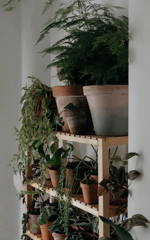 Botanica Studio - Houseplants & Installations