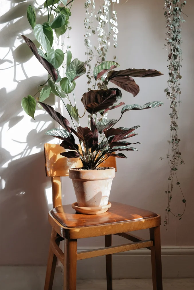 Botanica Studio - Houseplants & Installations