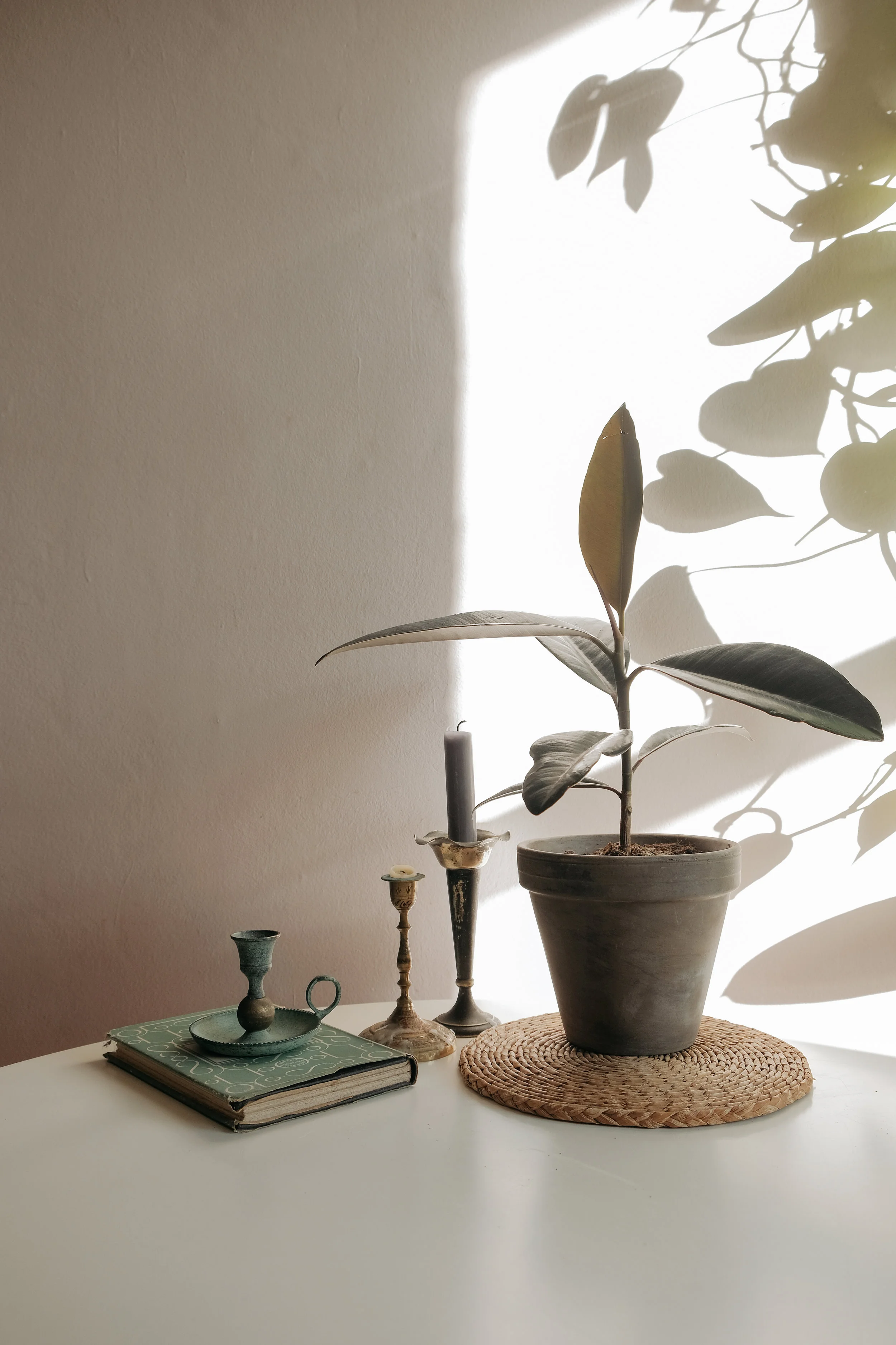 Botanica Studio - Houseplants & Installations