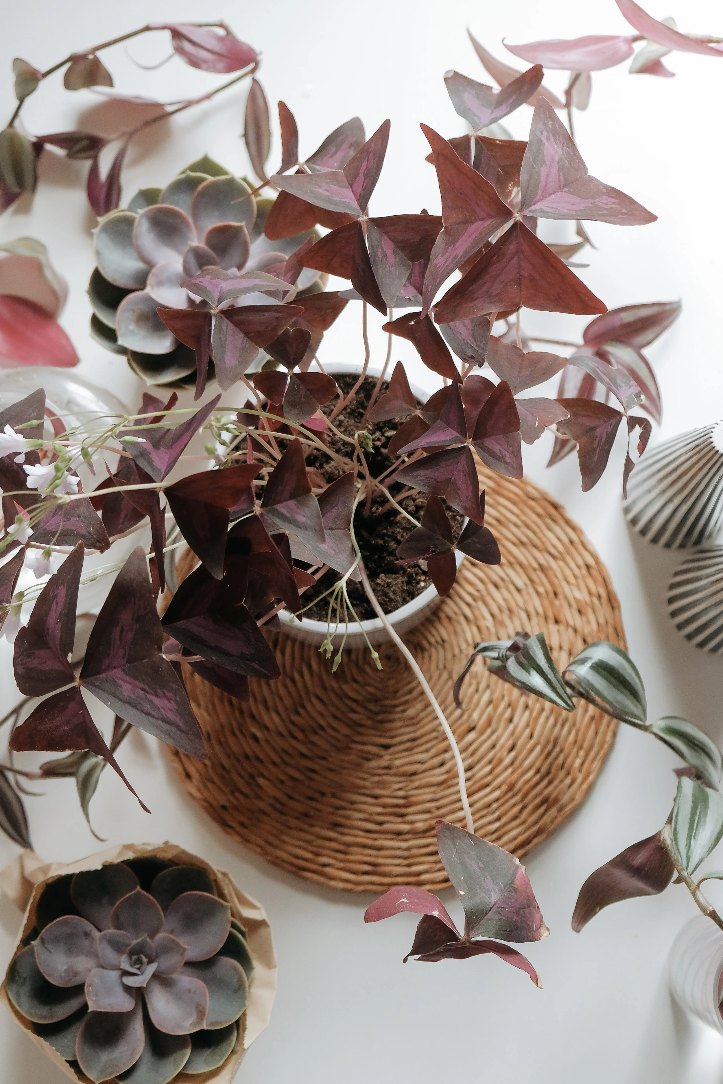 Botanica Studio - Houseplants & Installations