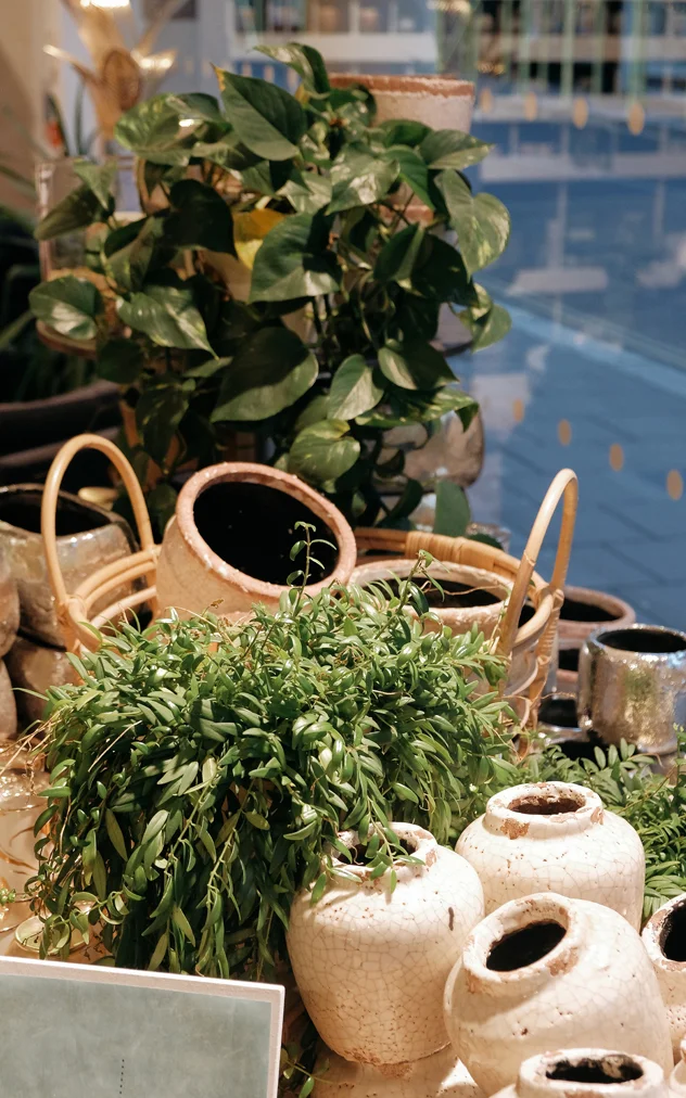 Botanica Studio - Houseplants & Installations