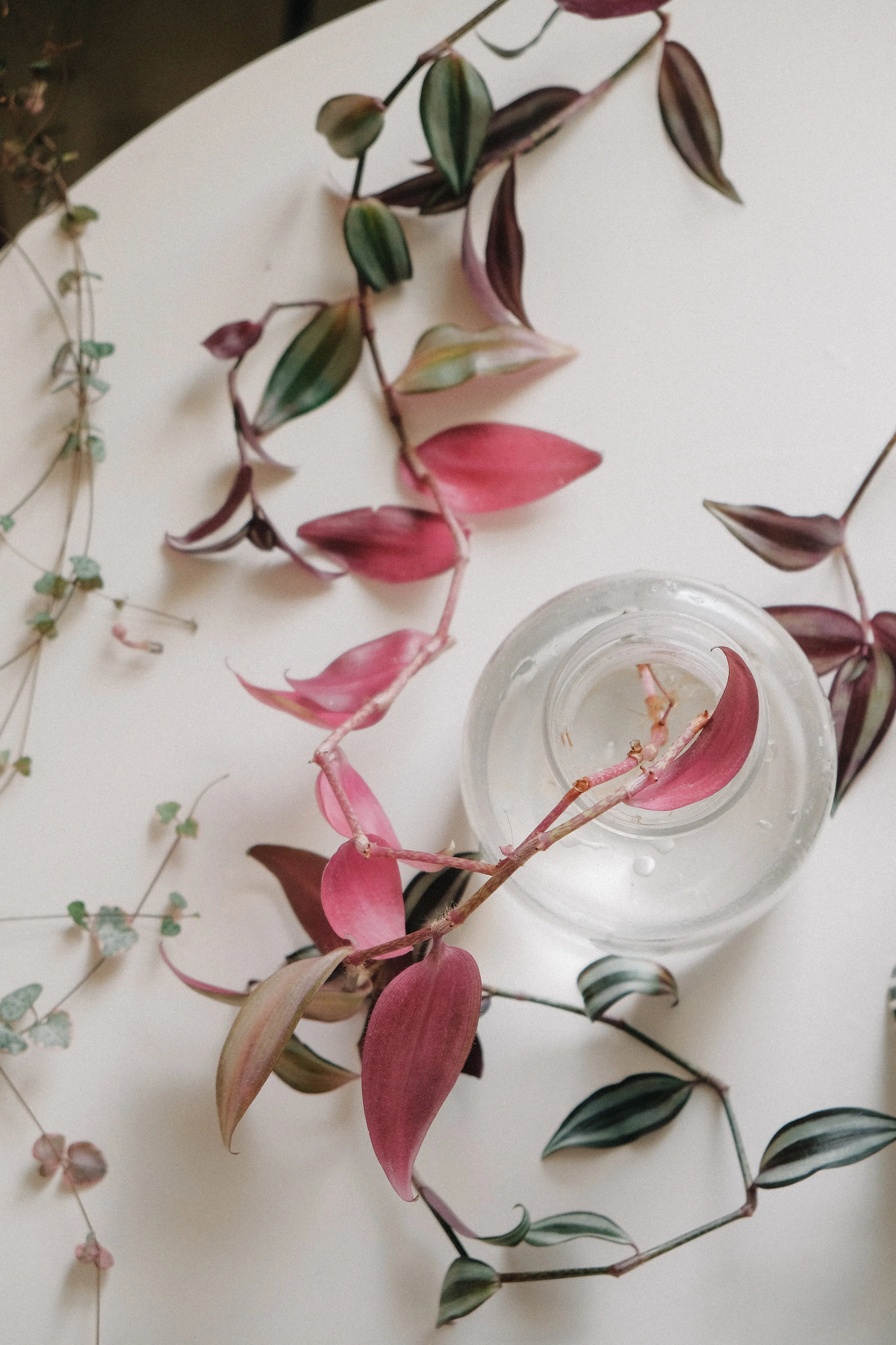 Botanica Studio - Houseplants & Installations