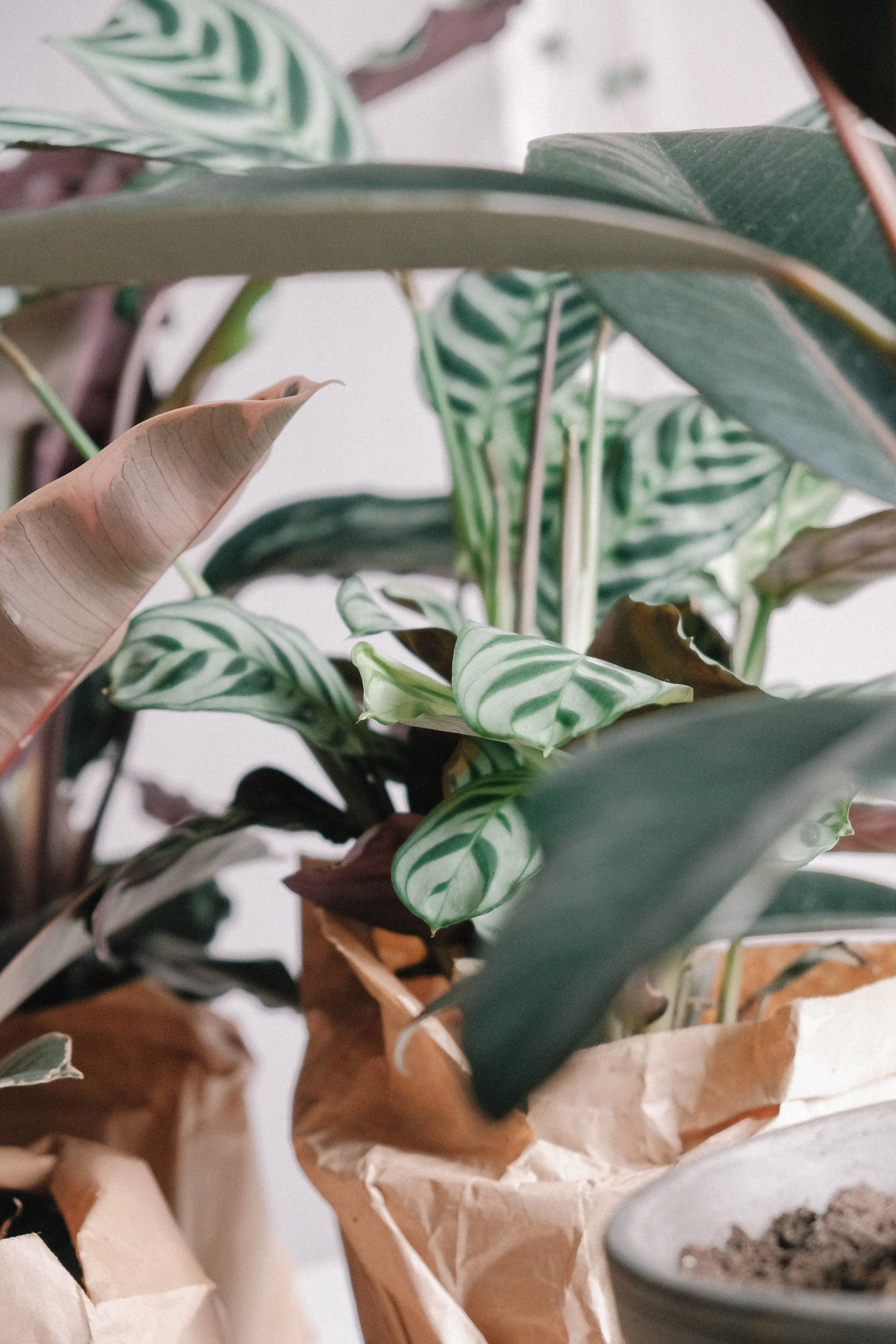 Botanica Studio - Houseplants & Installations