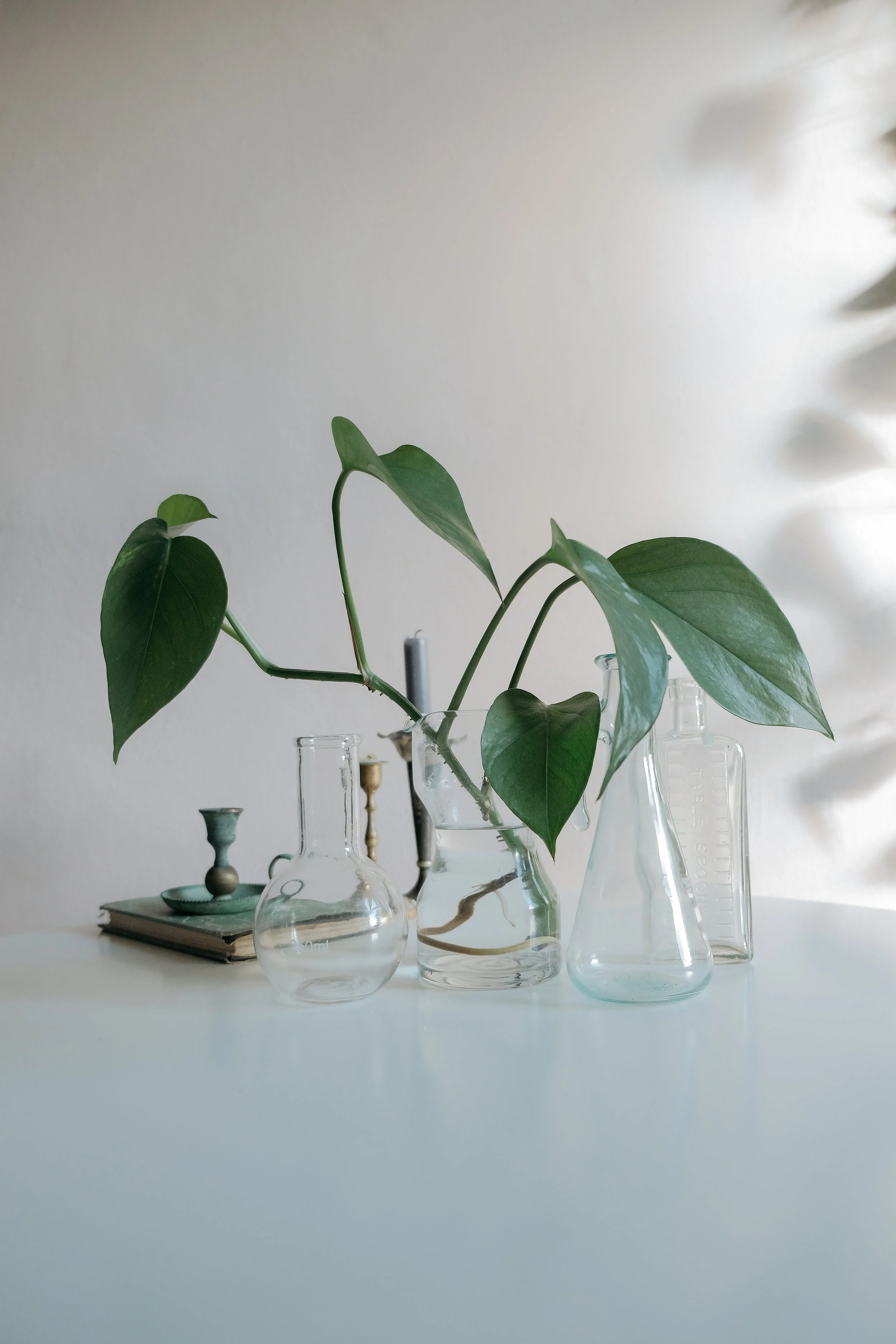 Botanica Studio - Houseplants & Installations