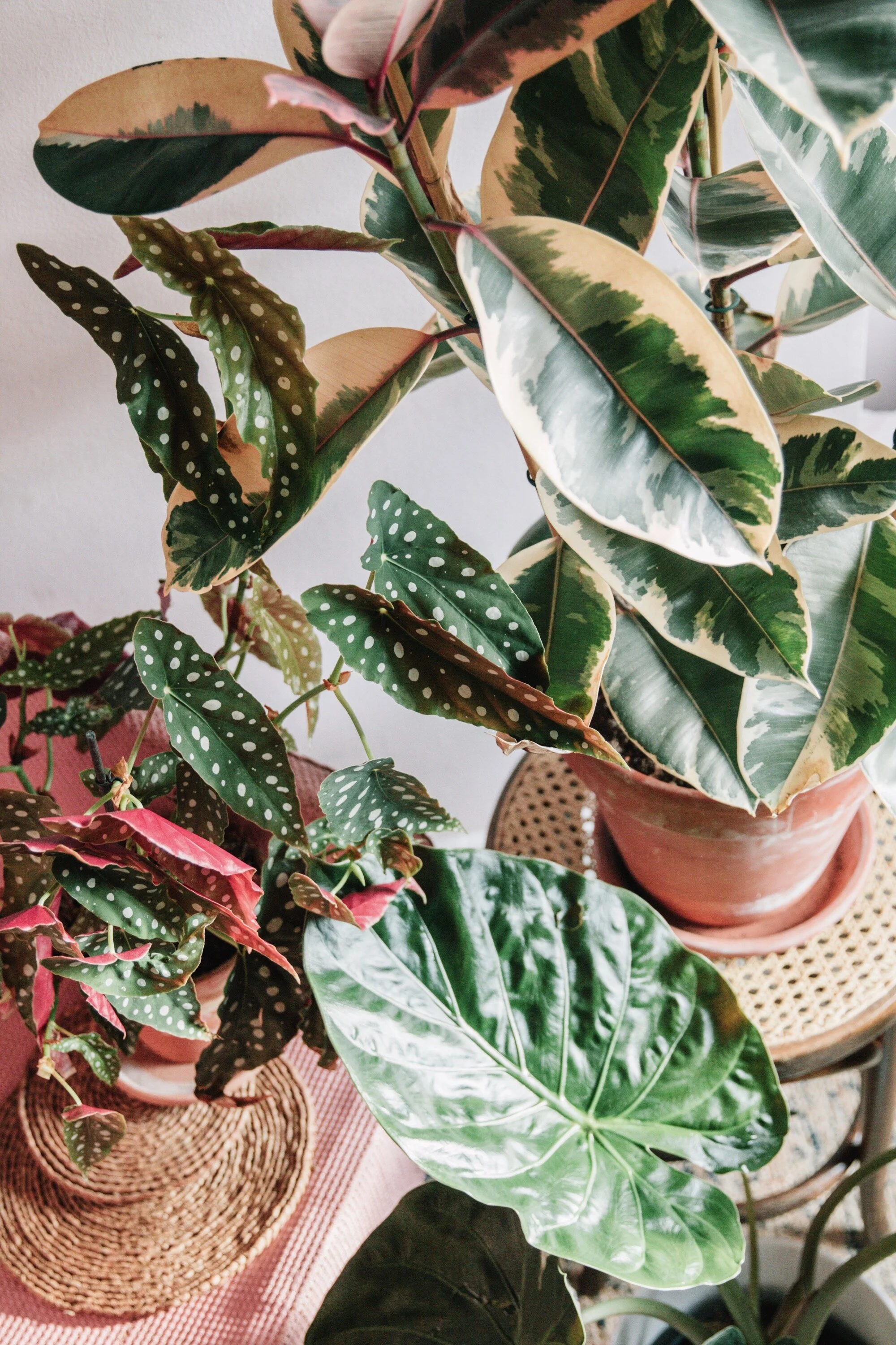 Botanica Studio - Houseplants & Installations