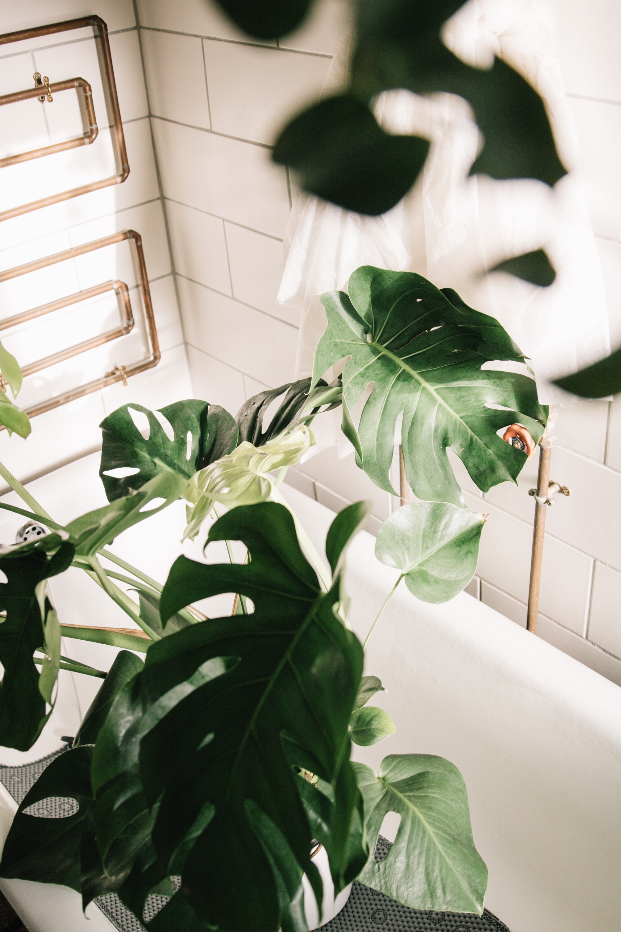 Botanica Studio - Houseplants & Installations