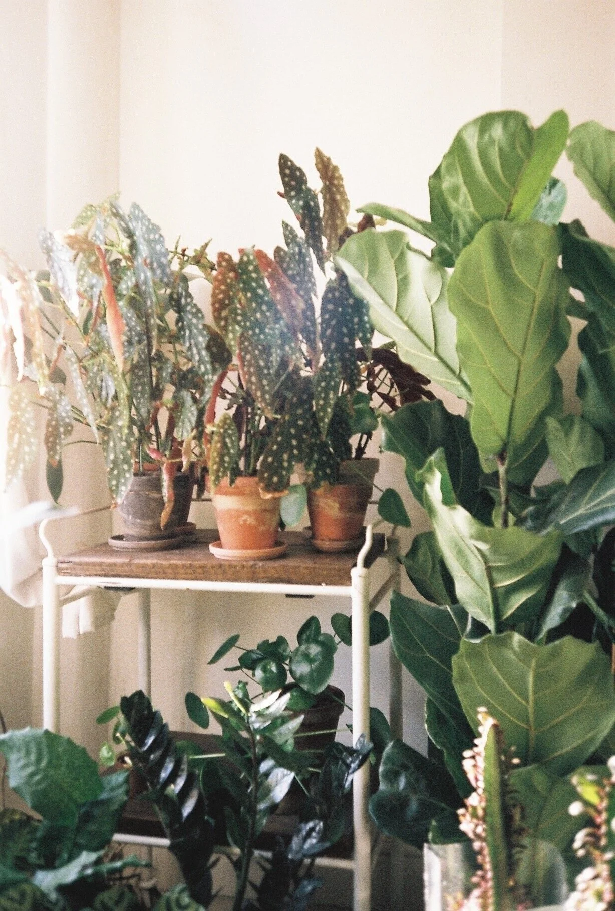Botanica Studio - Houseplants & Installations