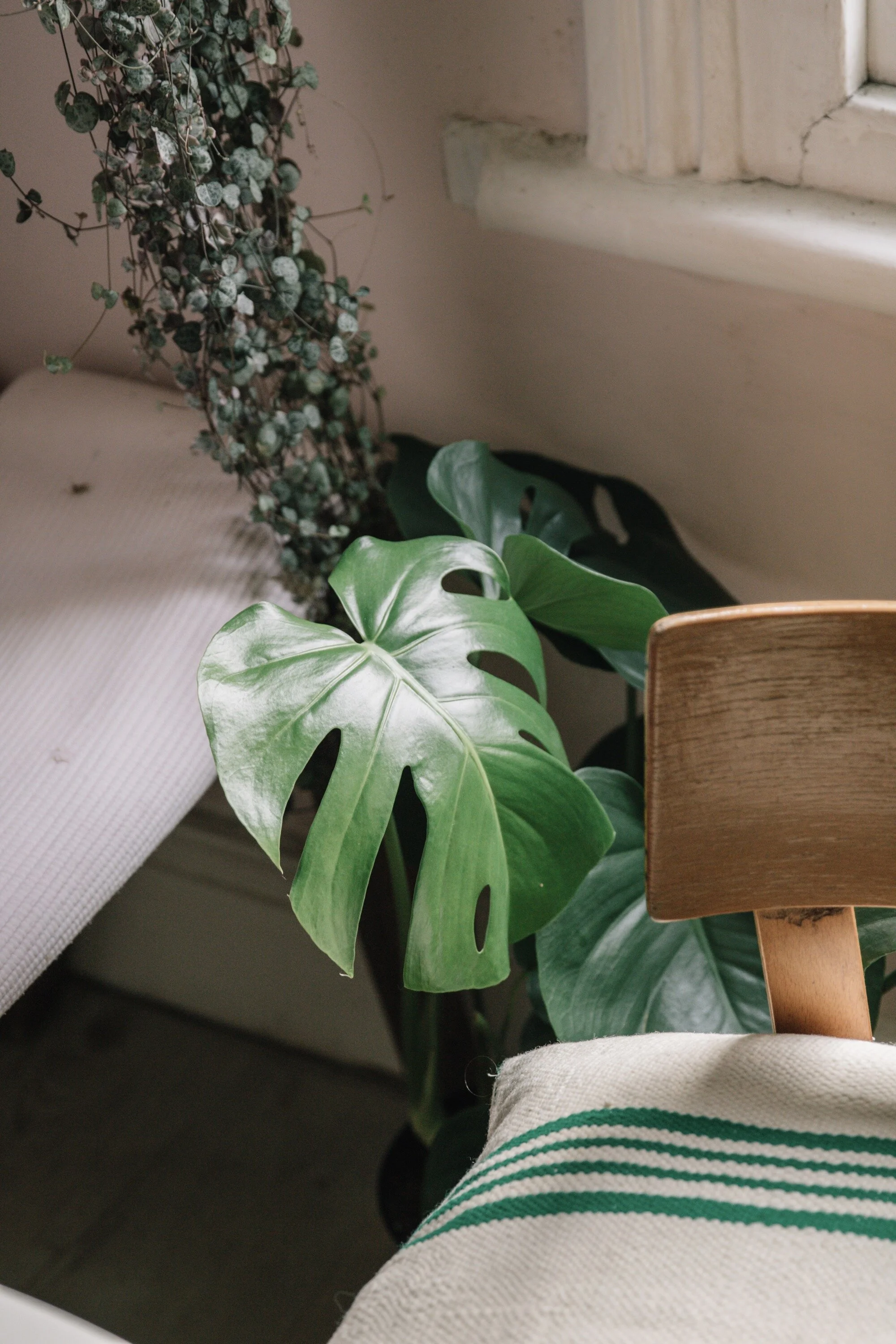 Botanica Studio - Houseplants & Installations