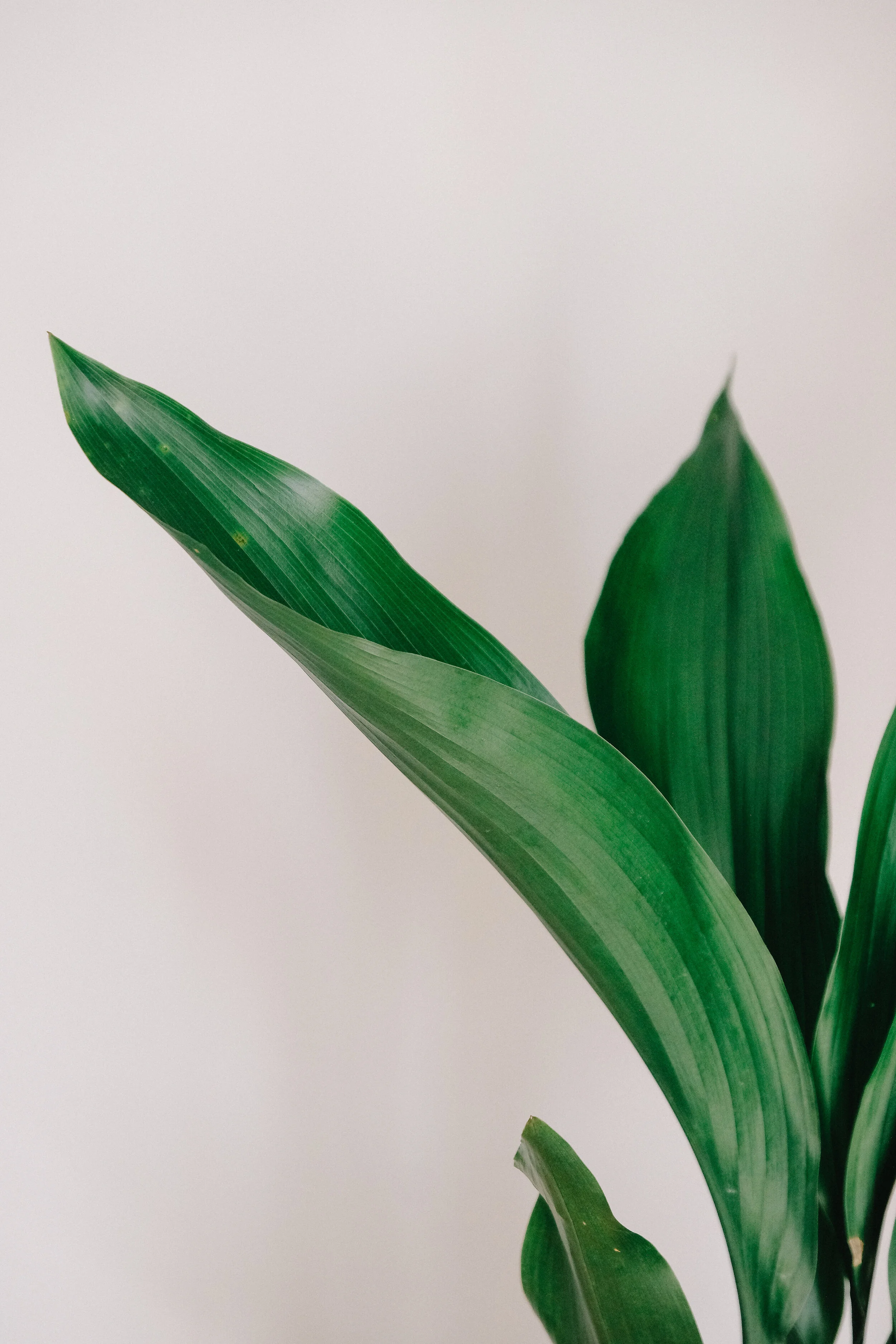 Botanica Studio - Houseplants & Installations