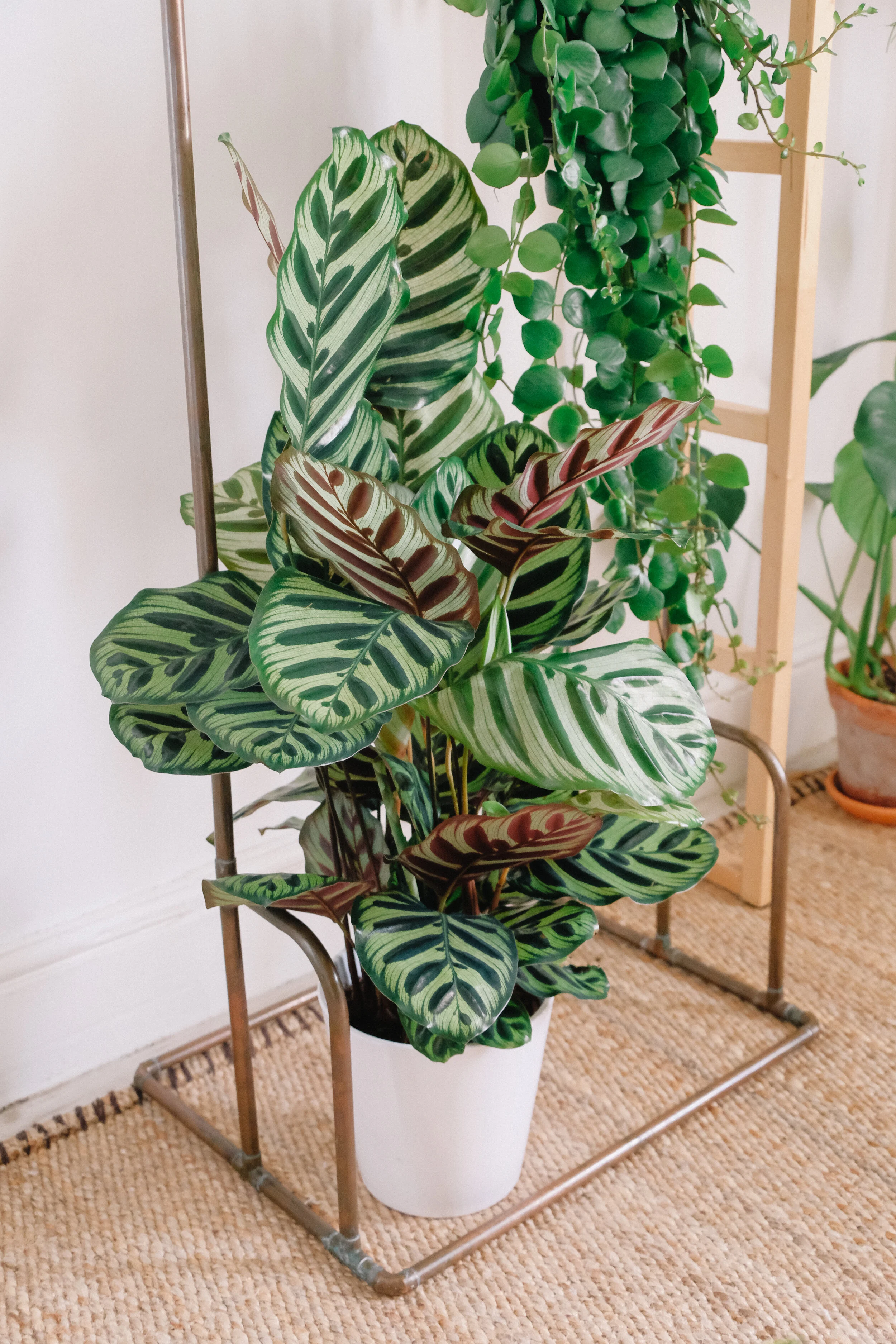 Botanica Studio - Houseplants & Installations