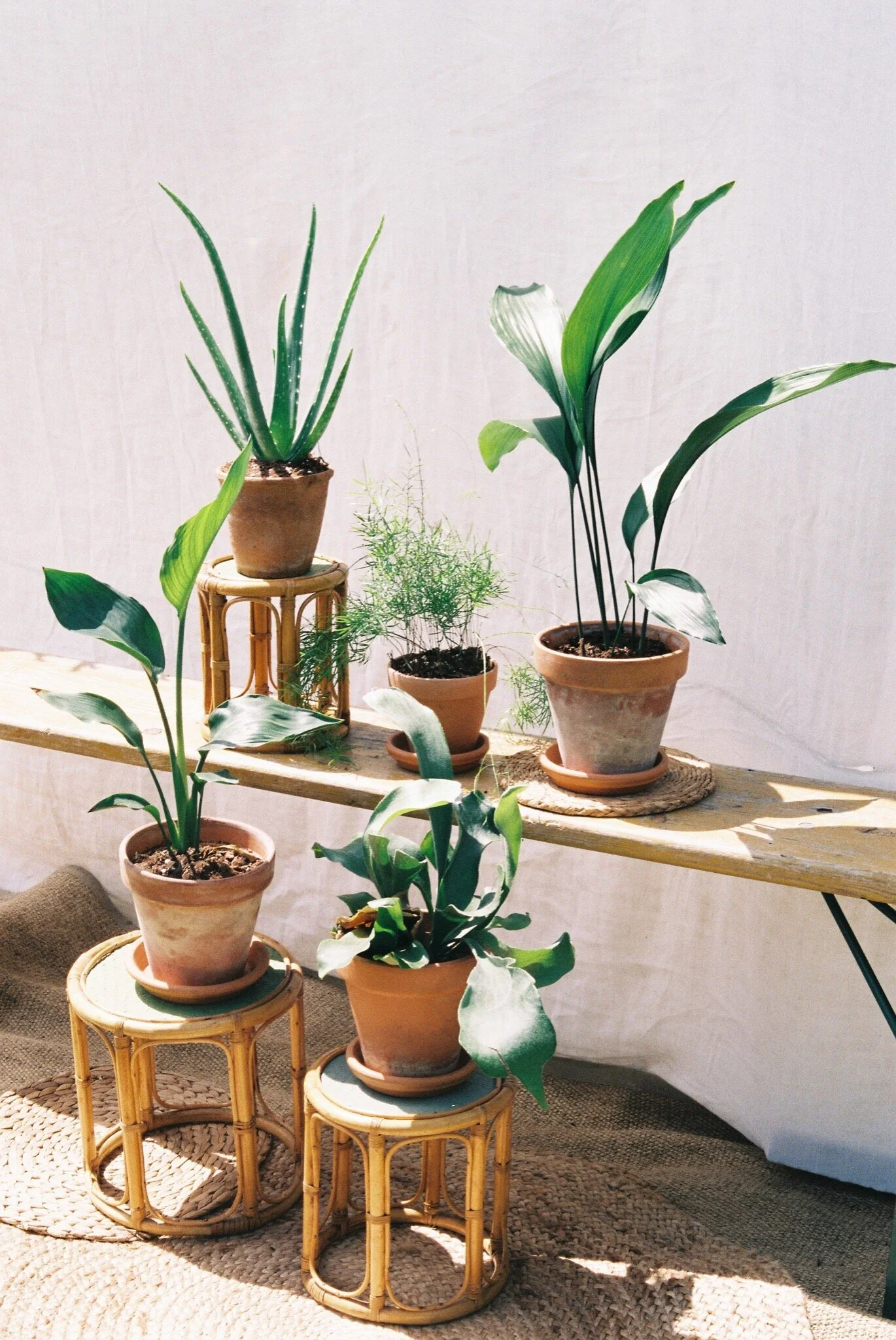 Botanica Studio - Houseplants & Installations