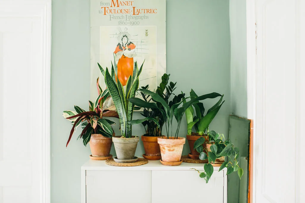 Botanica Studio - Houseplants & Installations