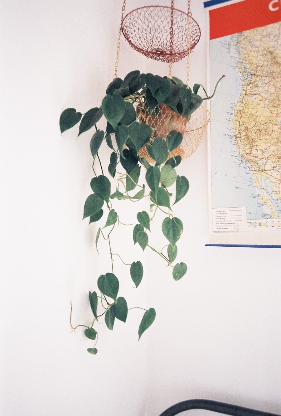 Botanica Studio - Houseplants & Installations