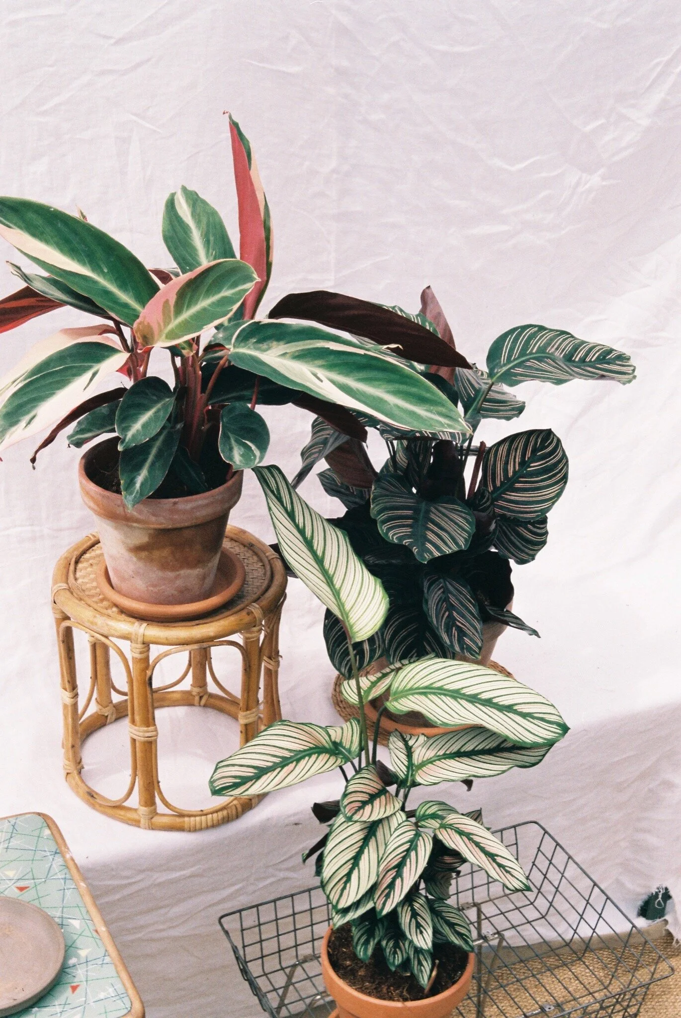 Botanica Studio - Houseplants & Installations