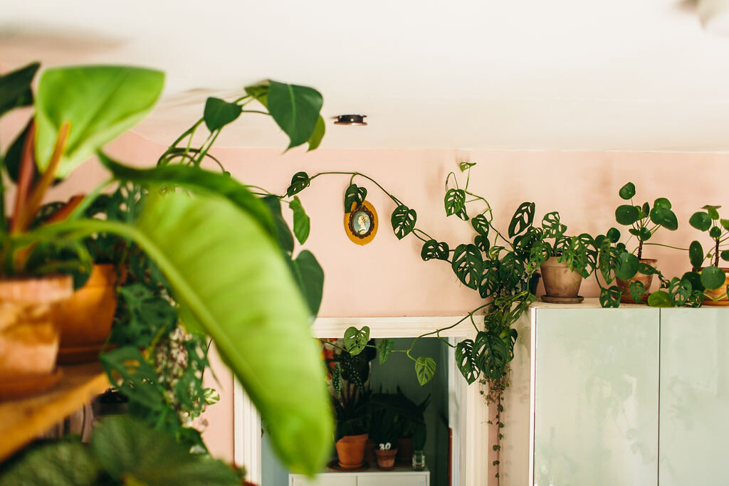 Botanica Studio - Houseplants & Installations