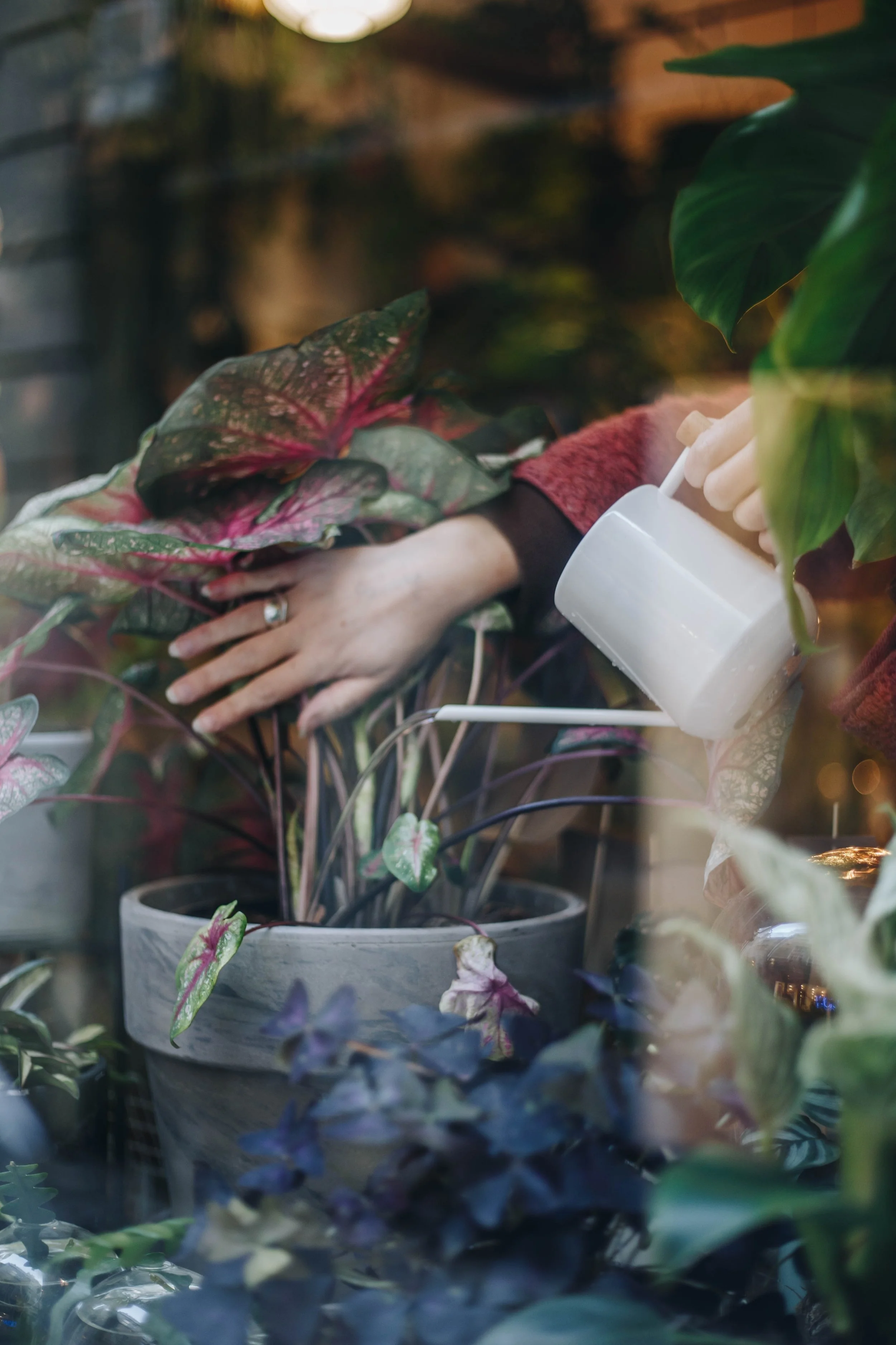 Botanica Studio - Indoor Plant Shop