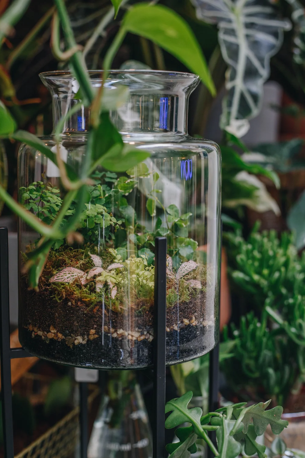 Botanica Studio - Indoor Plant Shop