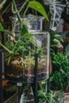 Botanica Studio - Indoor Plant Shop
