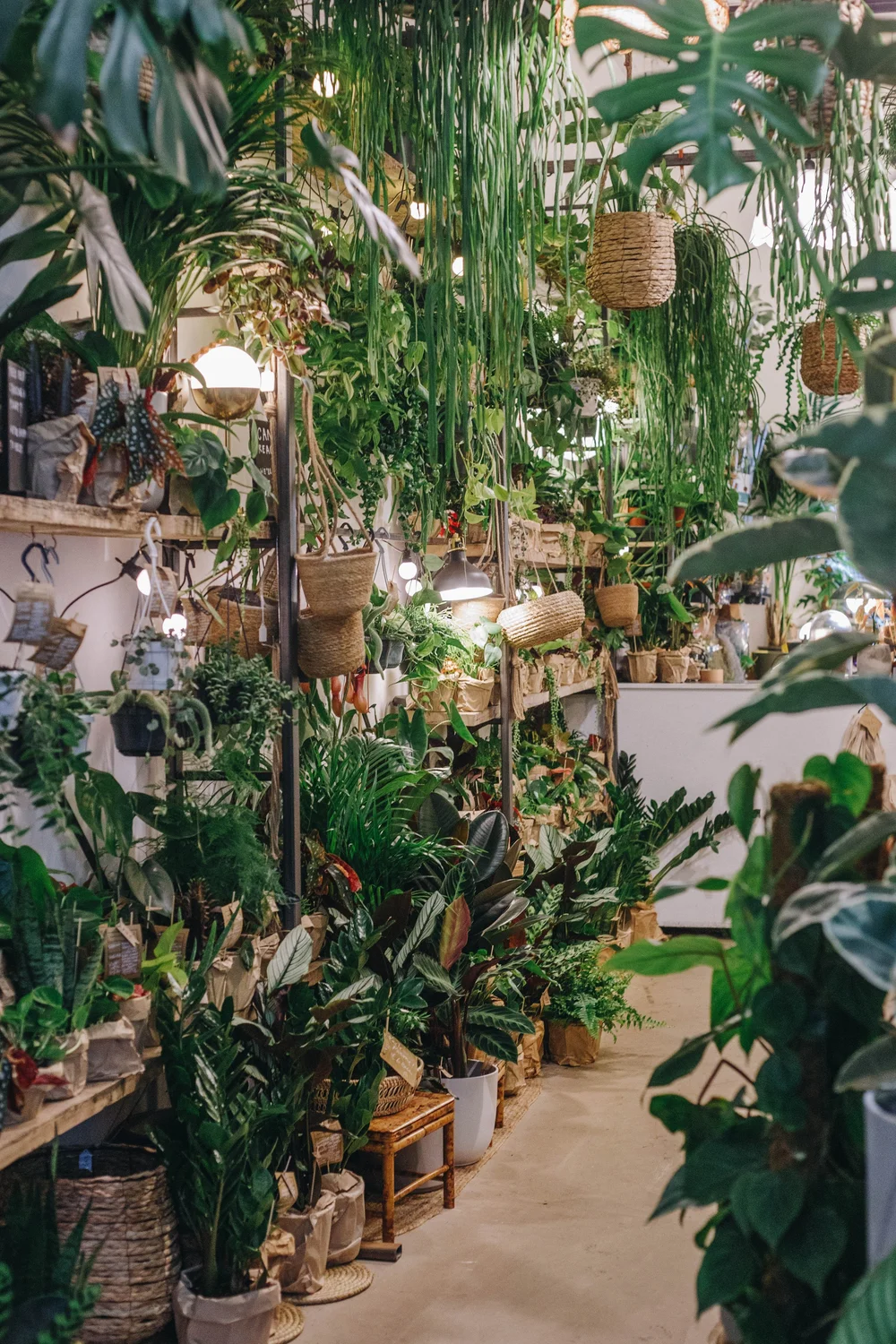 Botanica Studio - Indoor Plant Shop