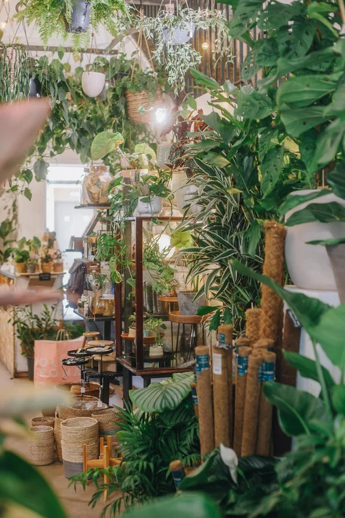 Botanica Studio - Indoor Plant Shop