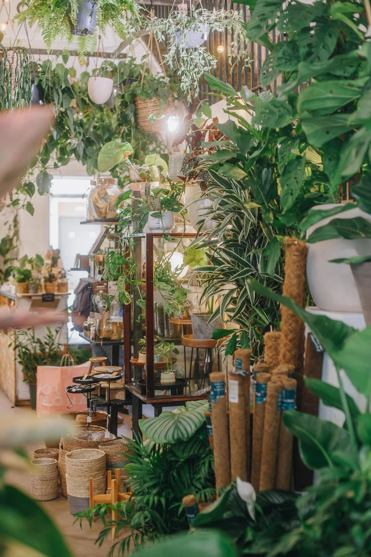 Botanica Studio - Indoor Plant Shop
