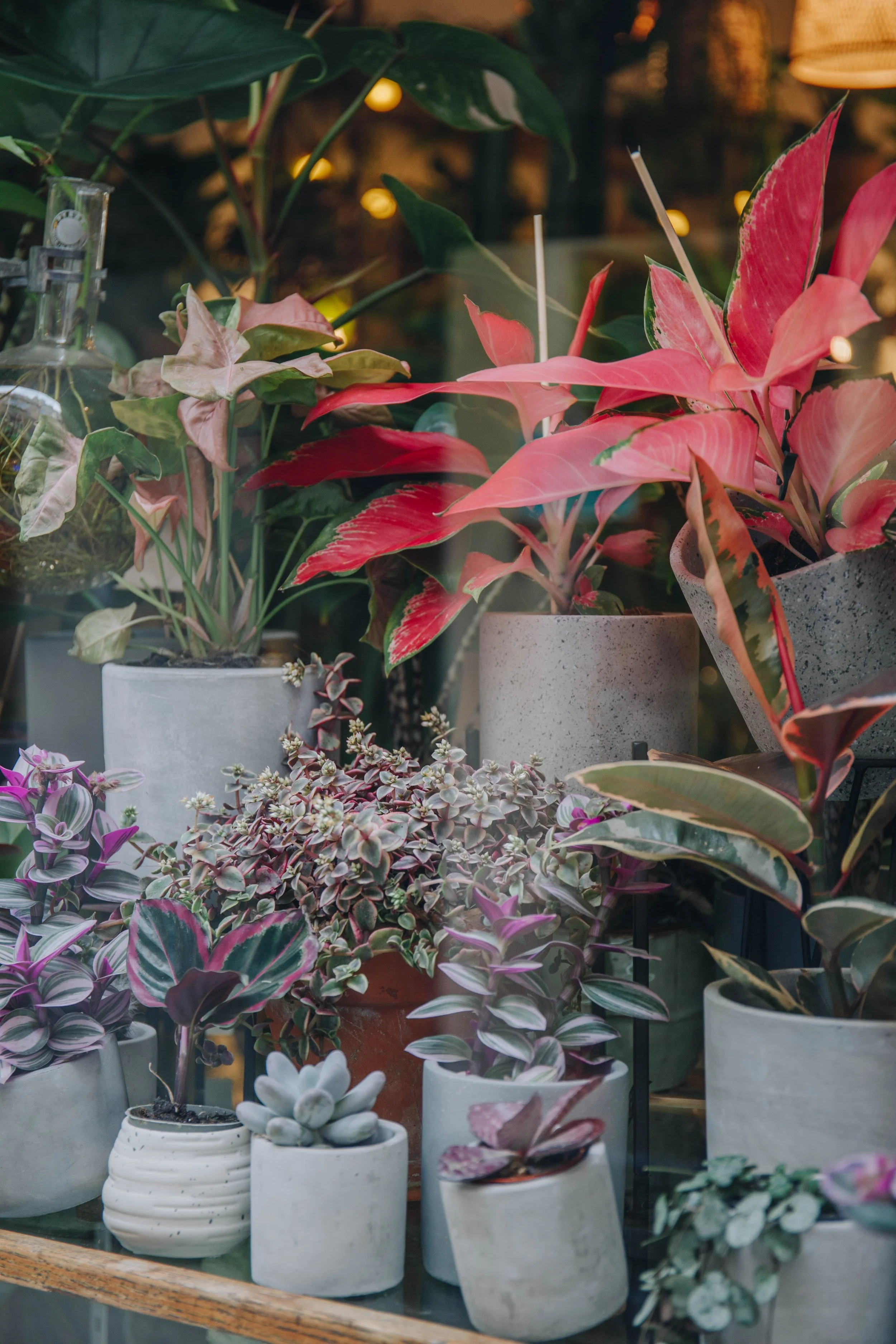 Botanica Studio - Indoor Plant Shop