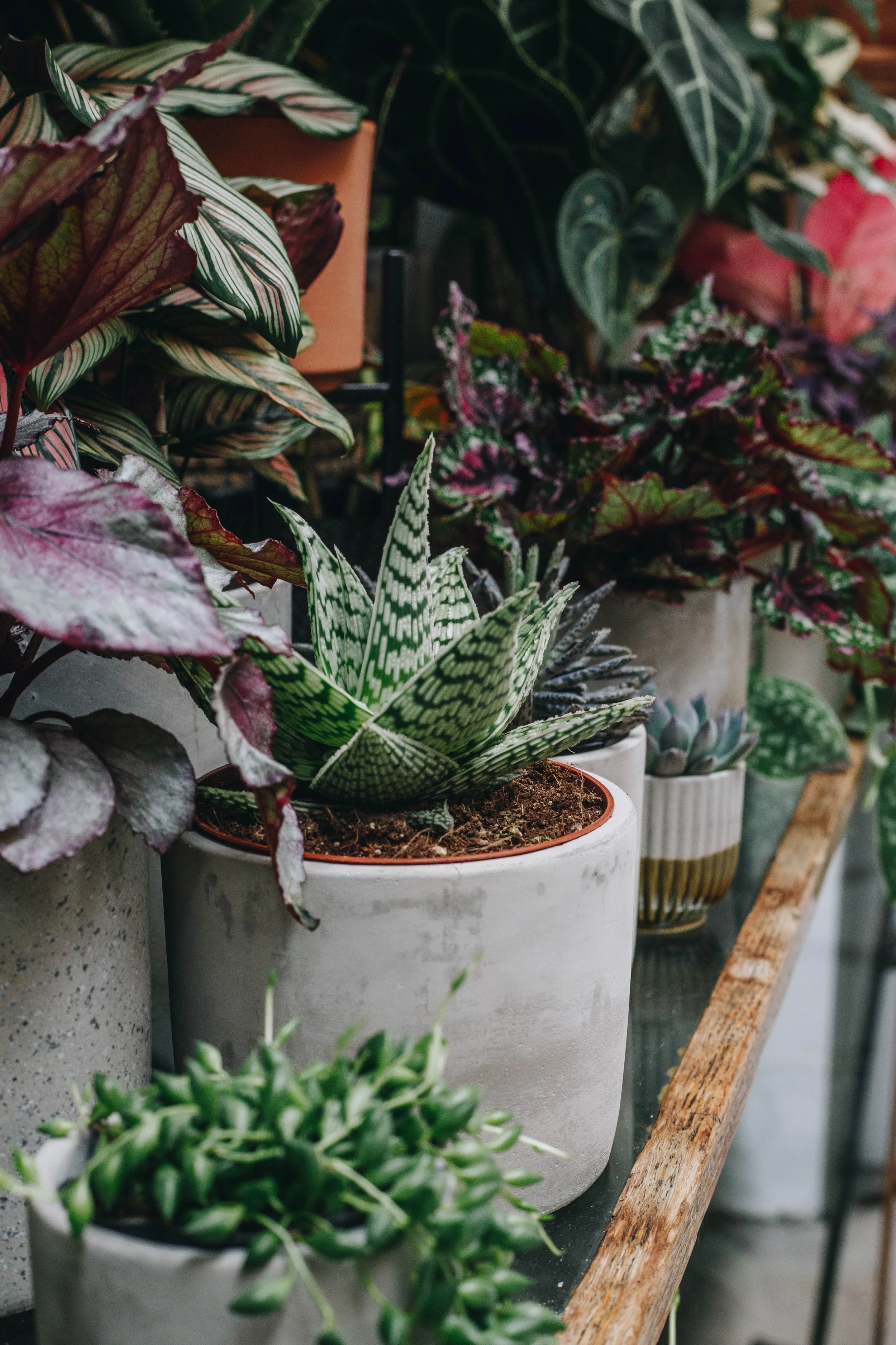Botanica Studio - Indoor Plant Shop