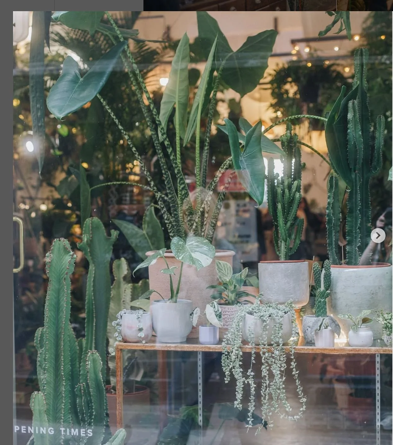 Botanica Studio - Indoor Plant Shop
