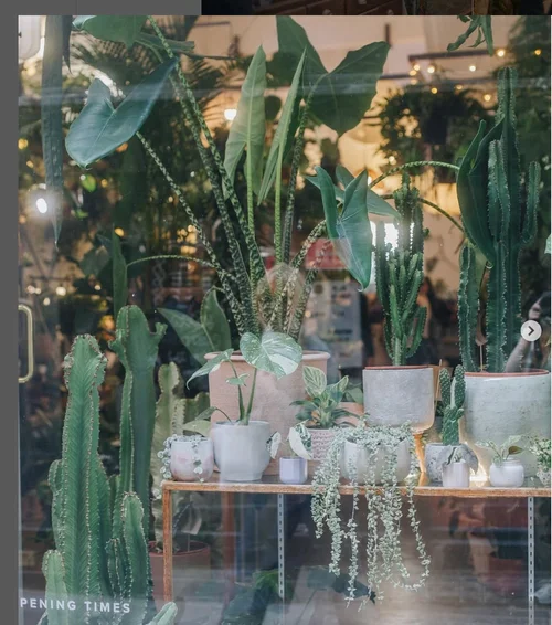 Botanica Studio - Indoor Plant Shop