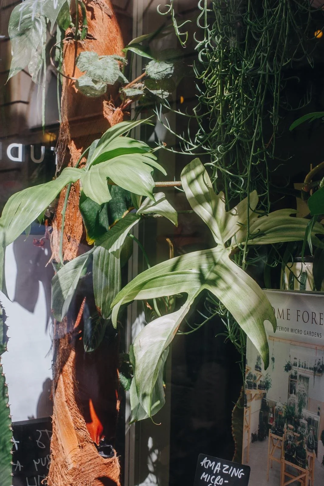 Botanica Studio - Indoor Plant Shop