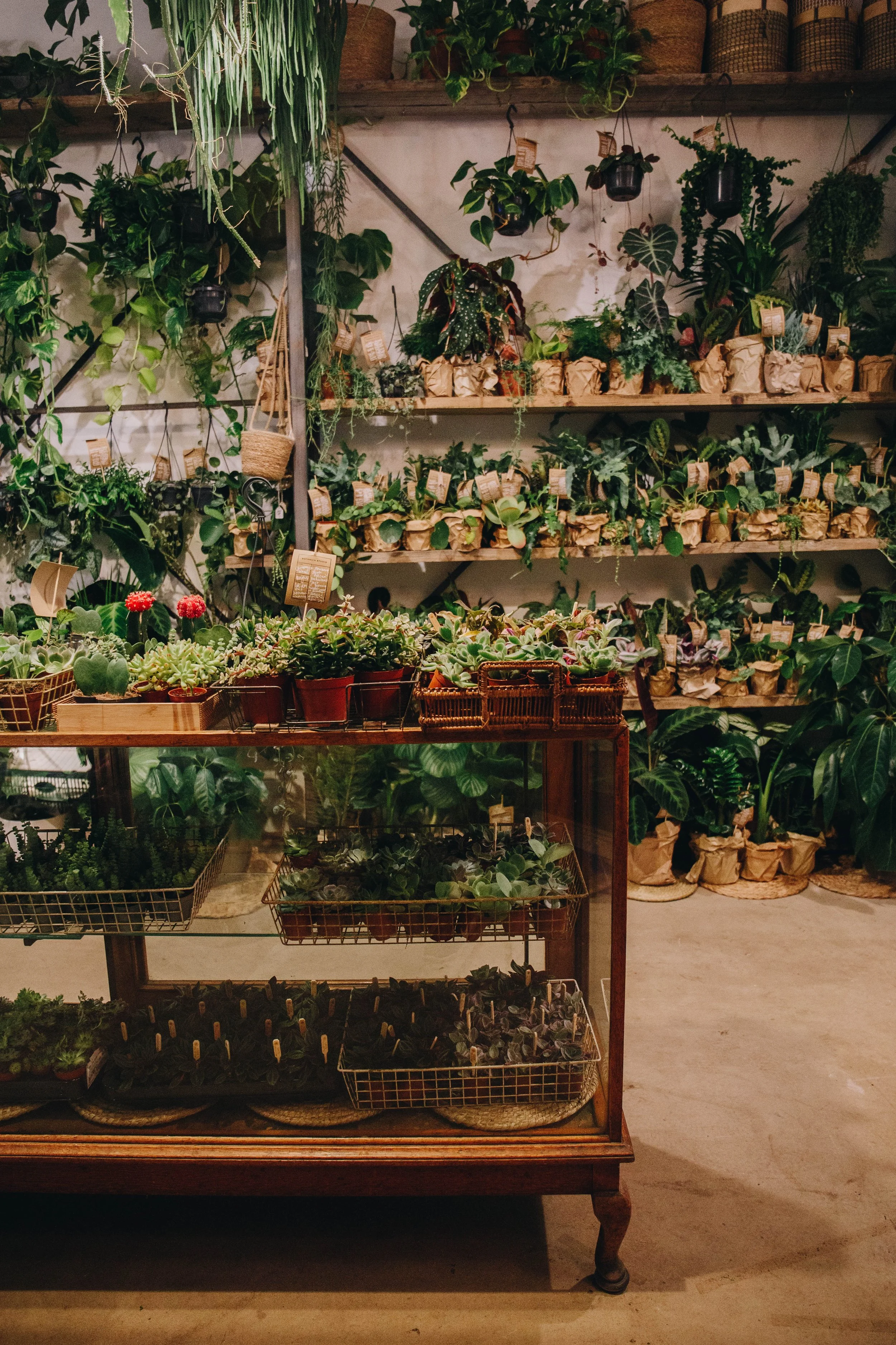 Botanica Studio - Indoor Plant Shop