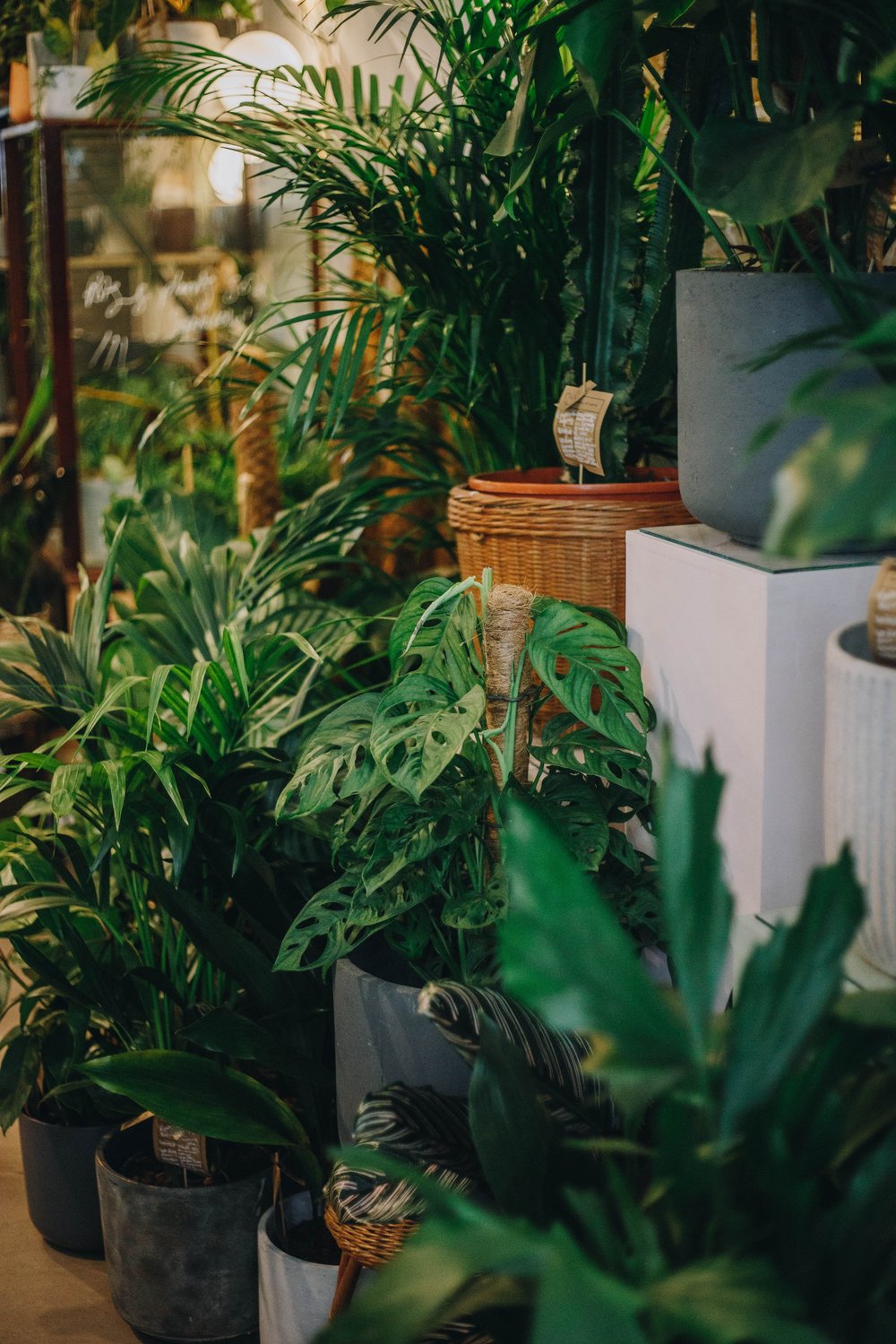 Botanica Studio - Indoor Plant Shop