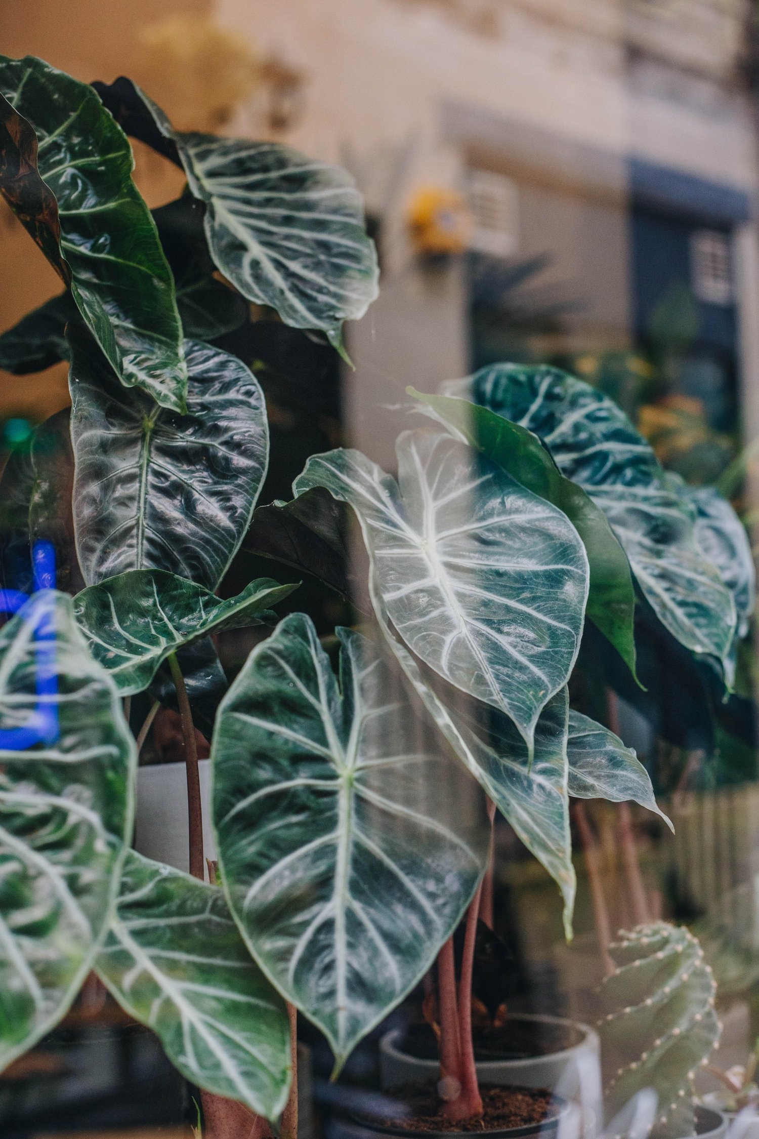 Botanica Studio - Indoor Plant Shop