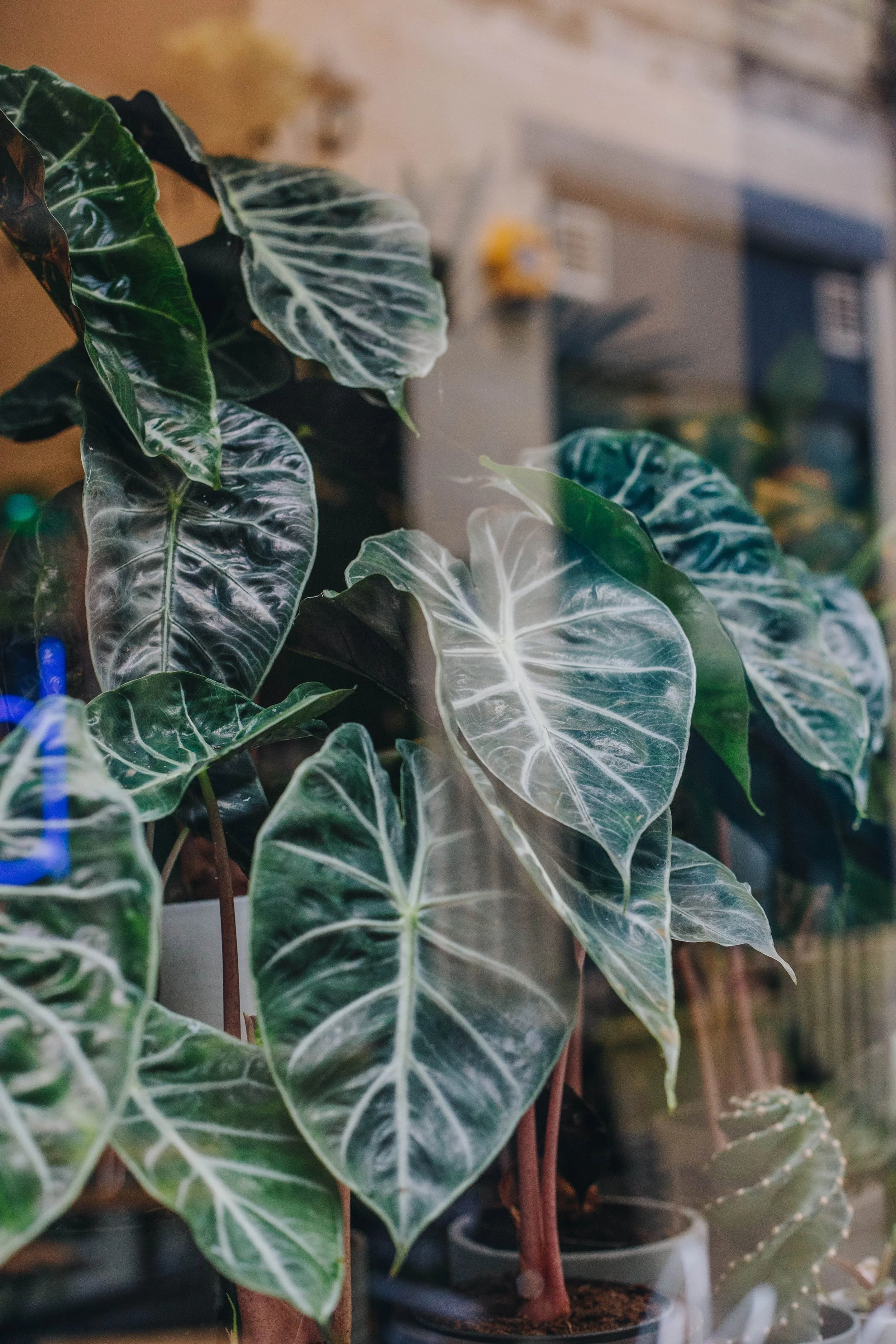 Botanica Studio - Indoor Plant Shop