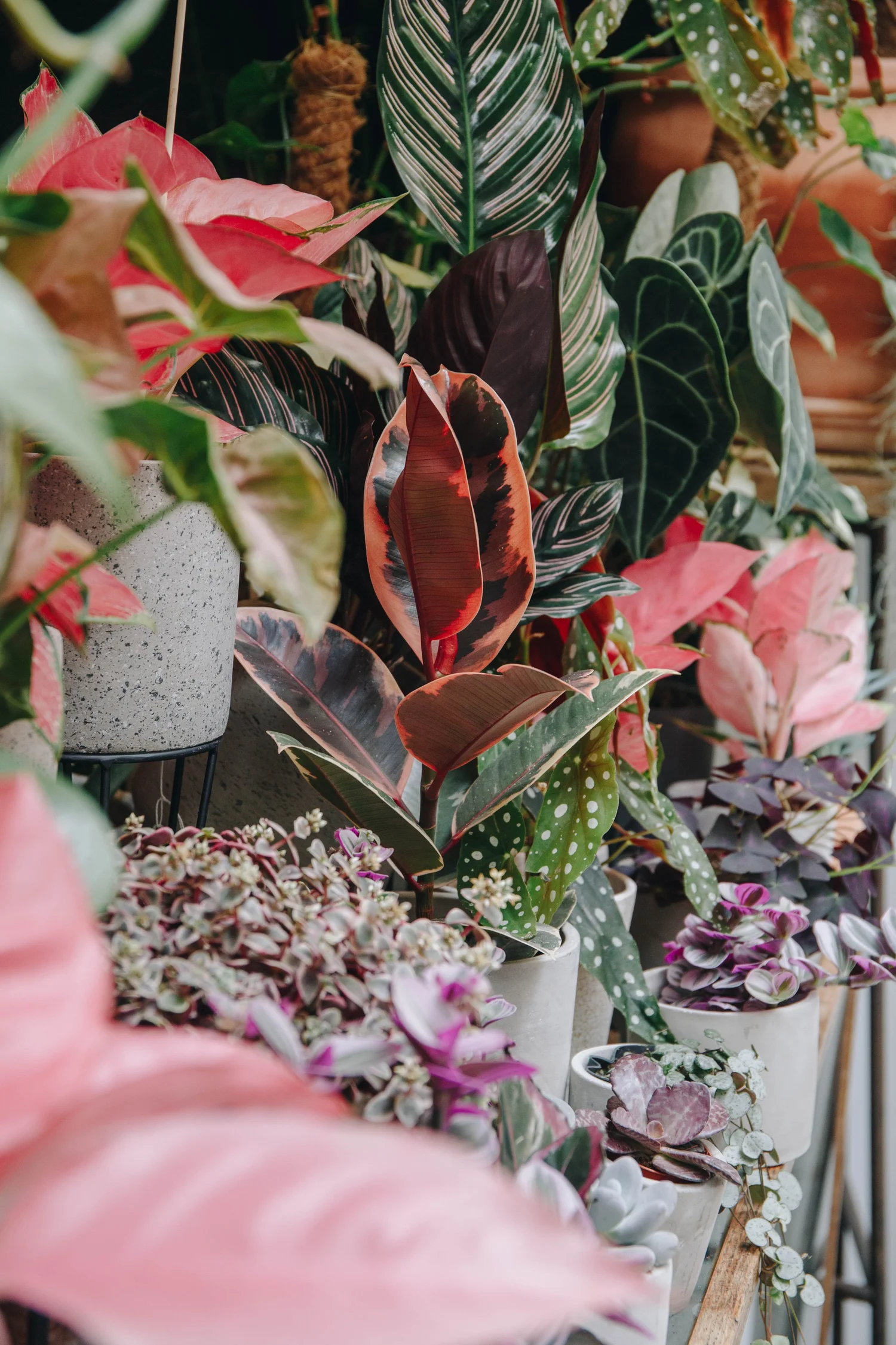 Botanica Studio - Indoor Plant Shop