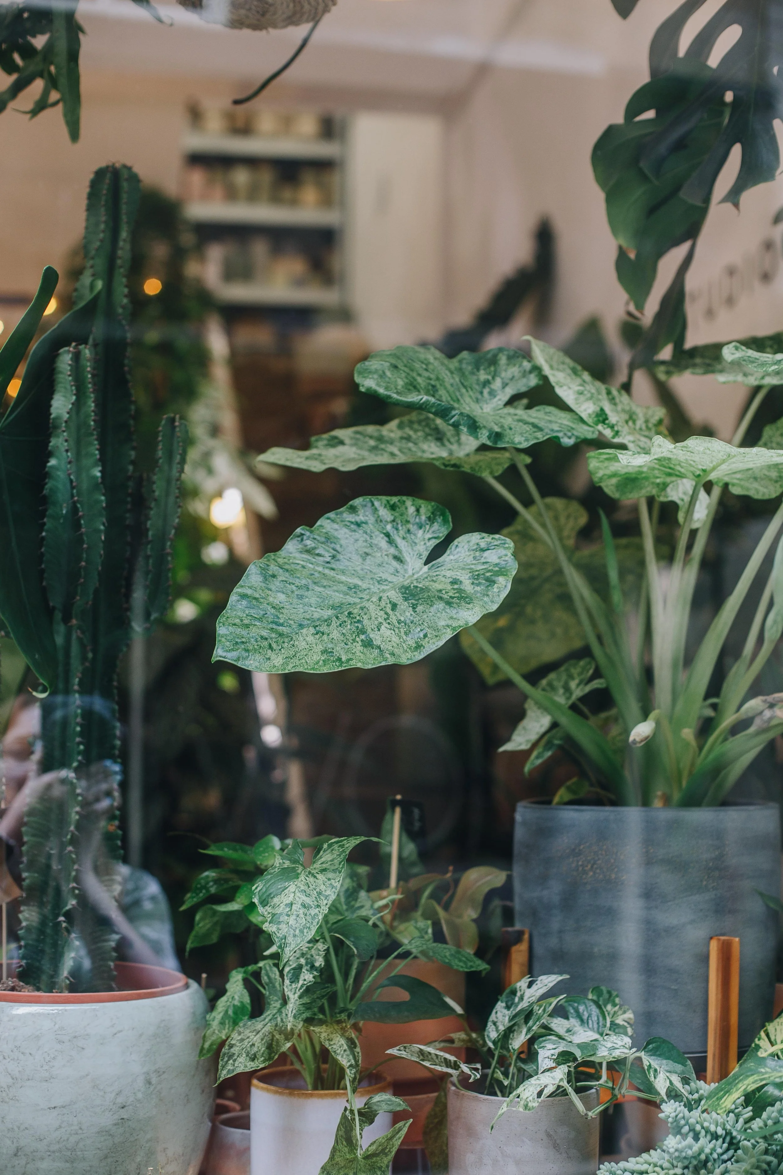 Botanica Studio - Indoor Plant Shop