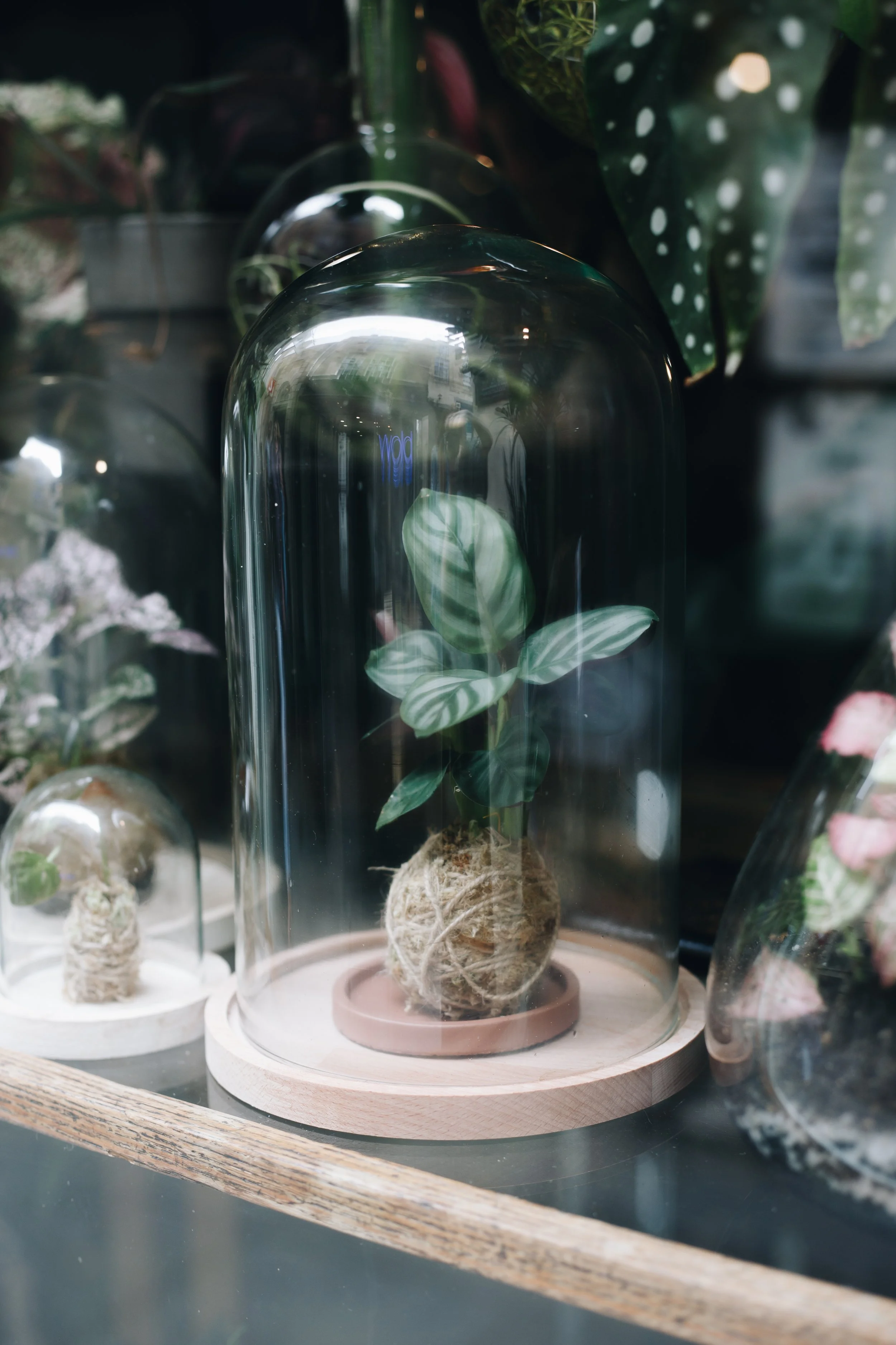 Botanica Studio - Indoor Plant Shop