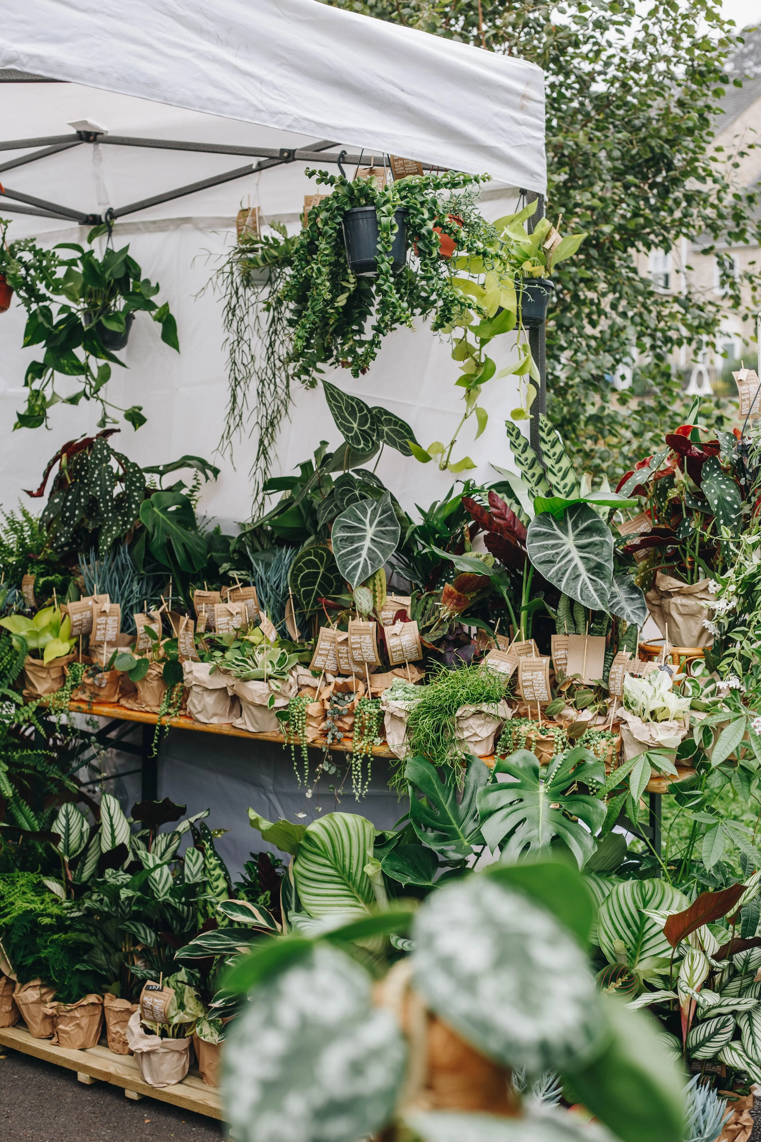 Botanica Studio - Indoor Plant Shop