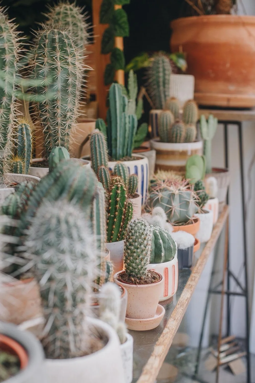 Botanica Studio - Indoor Plant Shop