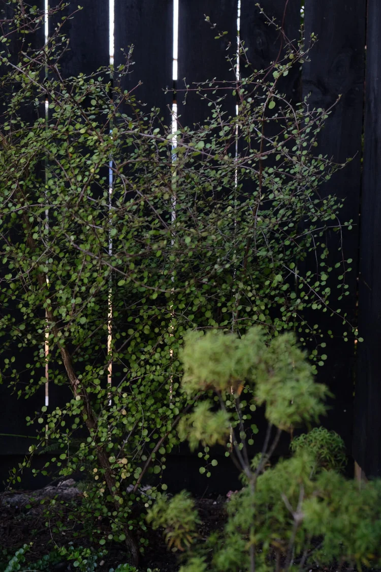TARN — Suburban Garden