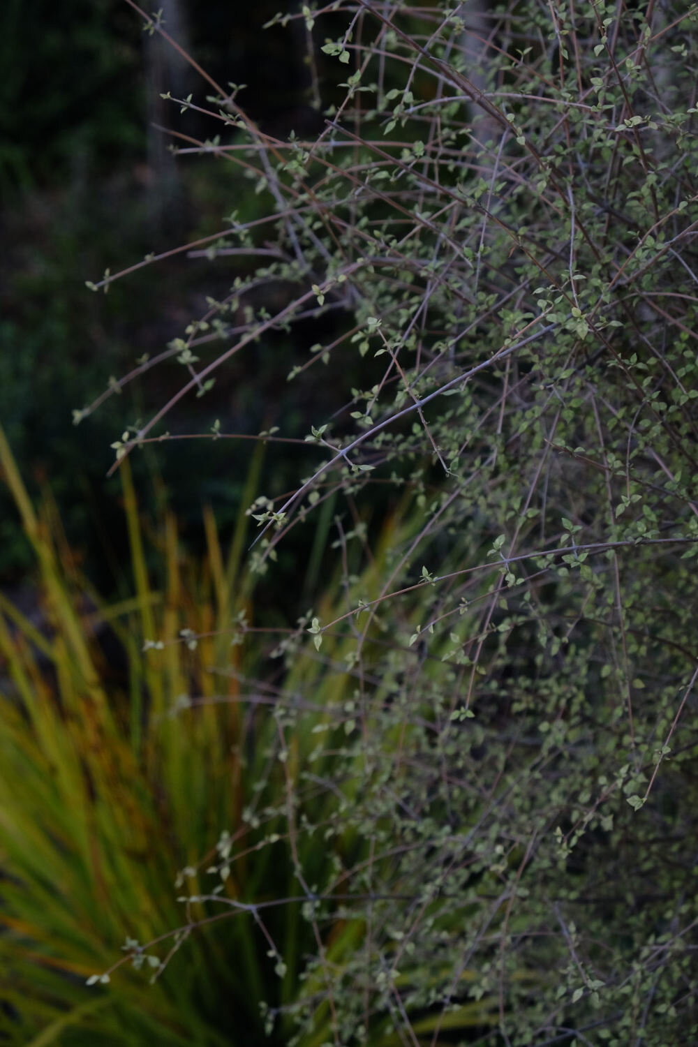TARN — Suburban Garden